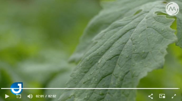 Reportage Matélé sur les Cultures Intermédiaires Pièges à Nitrate | PROTECT’eau